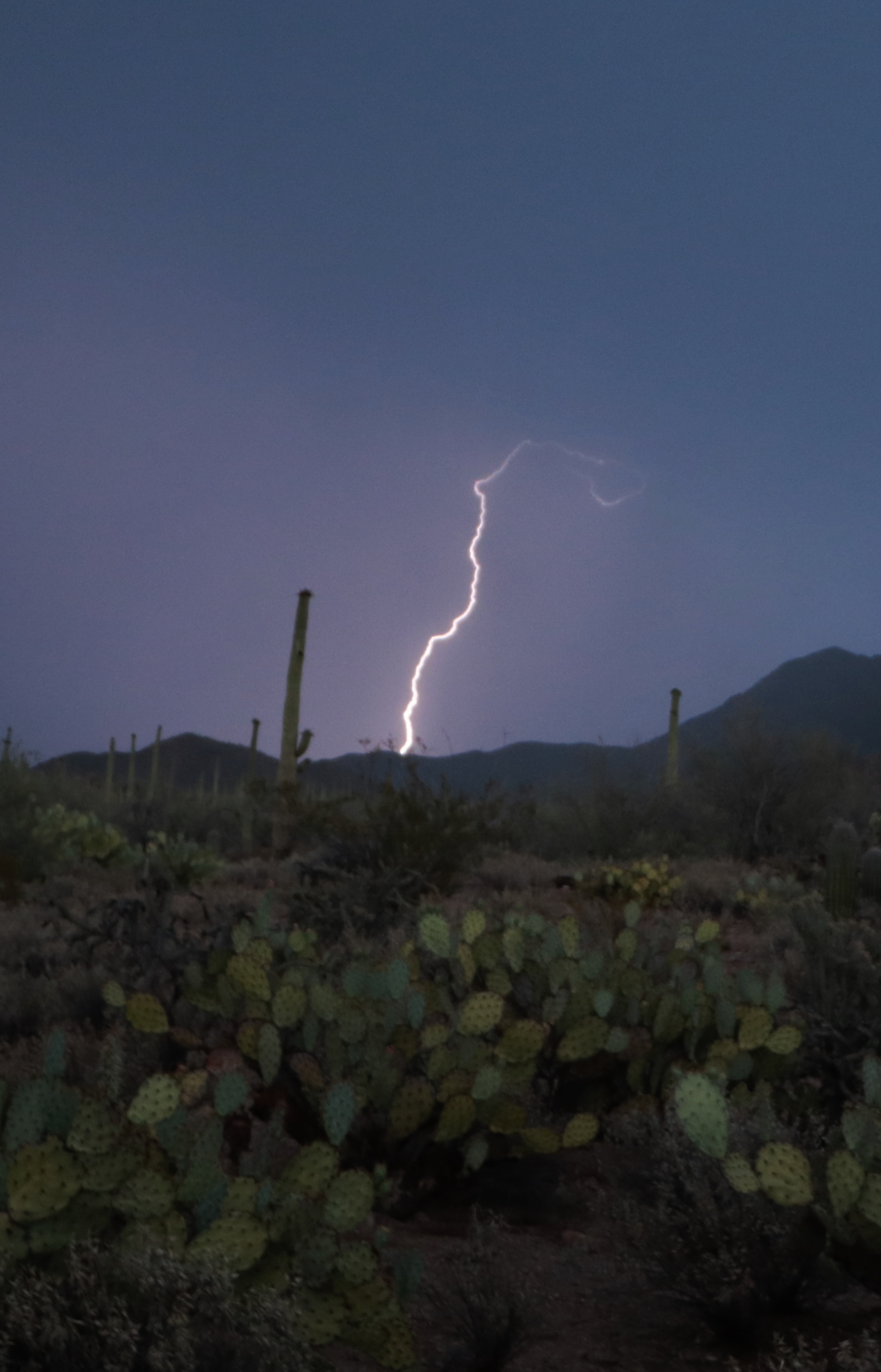 Signal Hill Saguaro National Park: A Natural Wonder - David's Basement ...