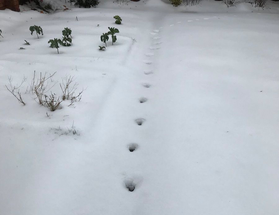 The Devil in Devonshire: Unraveling the Mystery of the Devil's ...